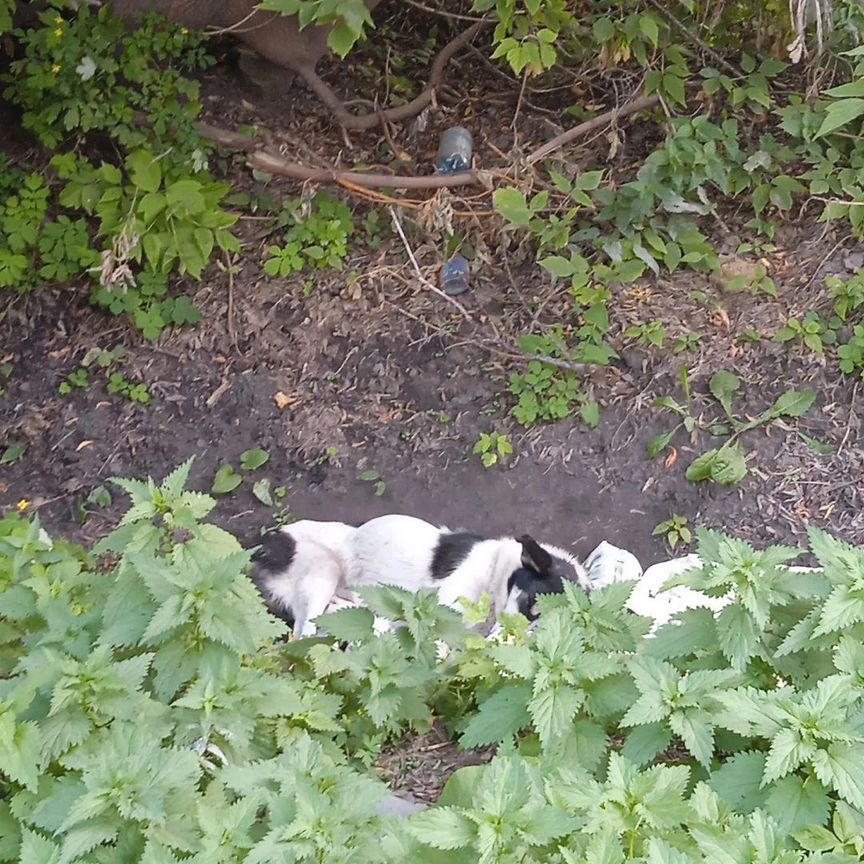 Щеночки в добрые руки