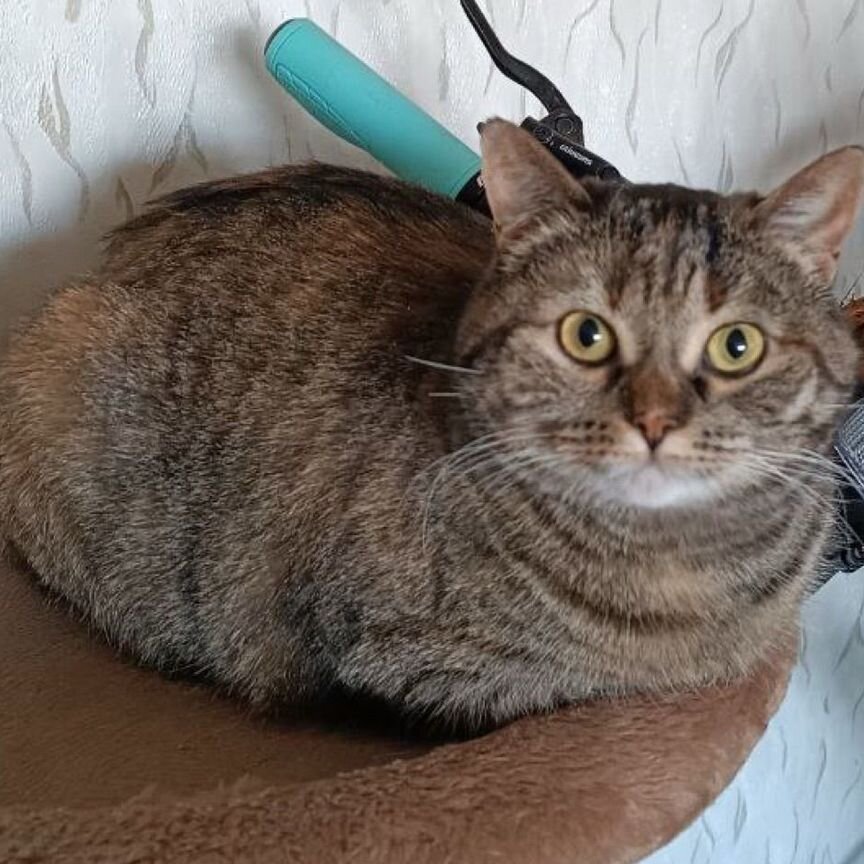Кошечка в добрые руки