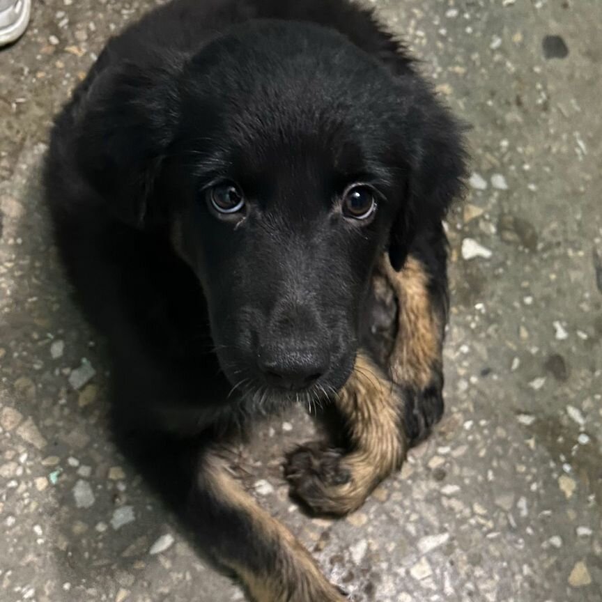 Отдам в добрые руки щеночка(девочка)