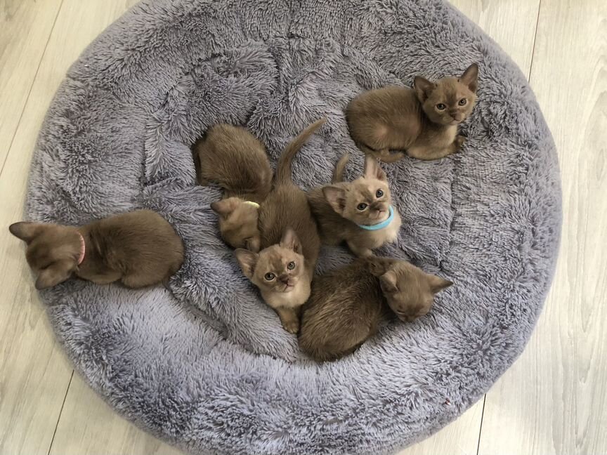 Бурманские котята