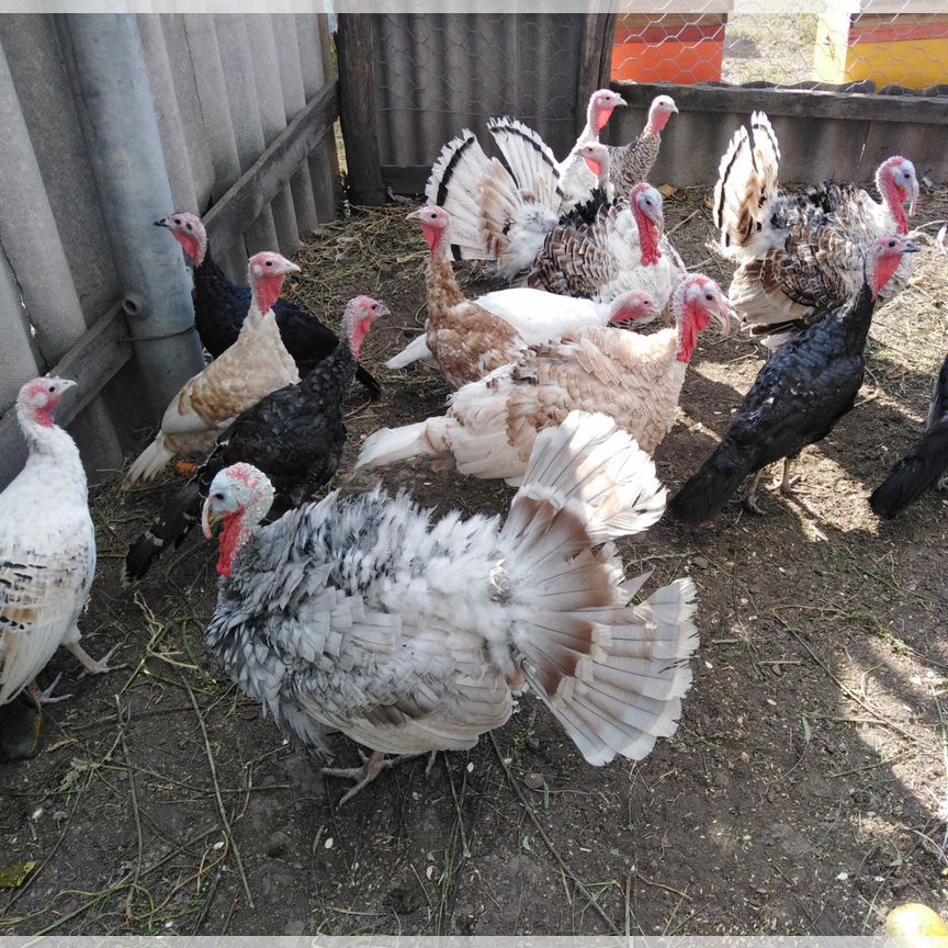 Индейки породистые, Ливенские ситцевые петушки