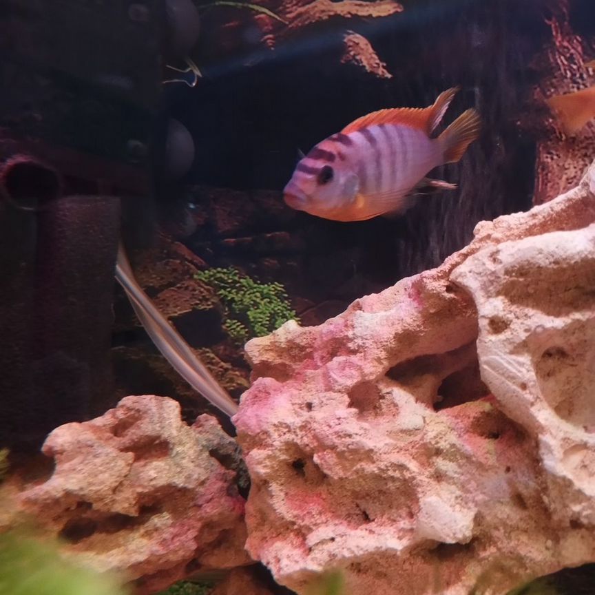 Лабидохромис Кимпума Супер Рэд семья