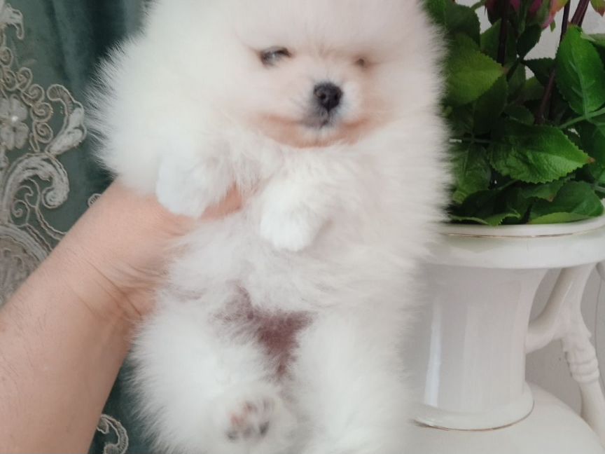 Померанский шпиц мини