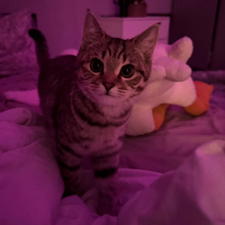 Супер кот