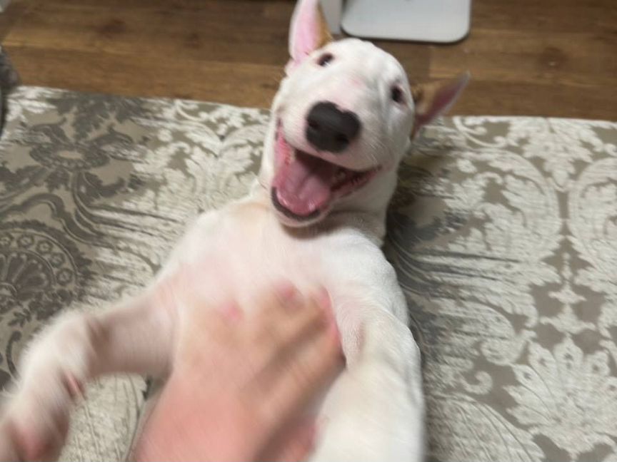 Бультерьер в добрые руки