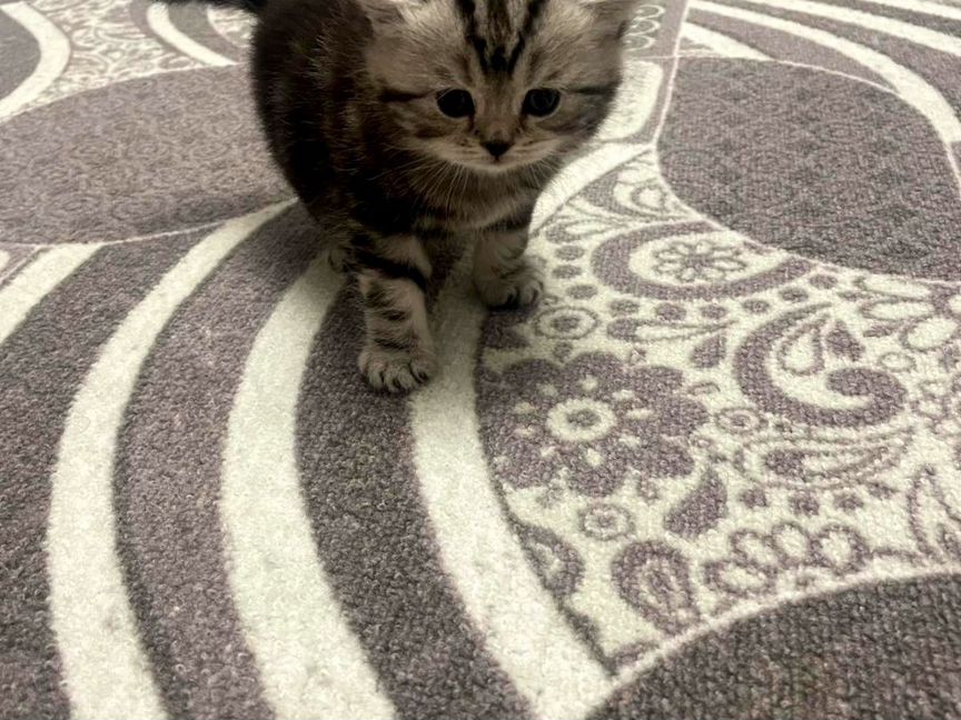 Шотландская вислоухая кошка