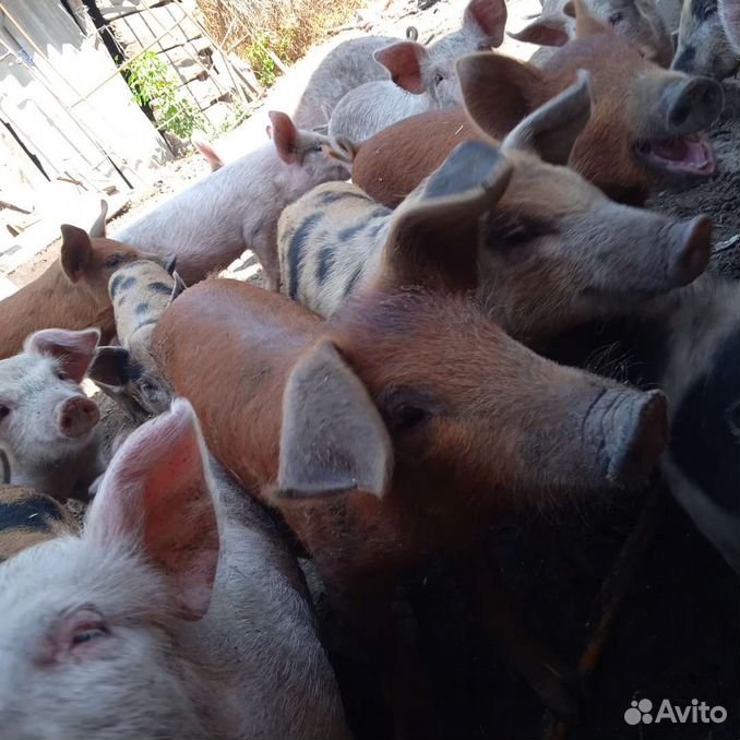 Ландрас помесь с дюрком