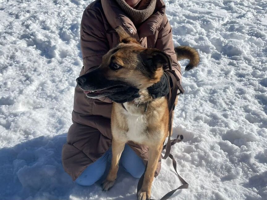 Многие собаки проживают в приюте всю жизнь