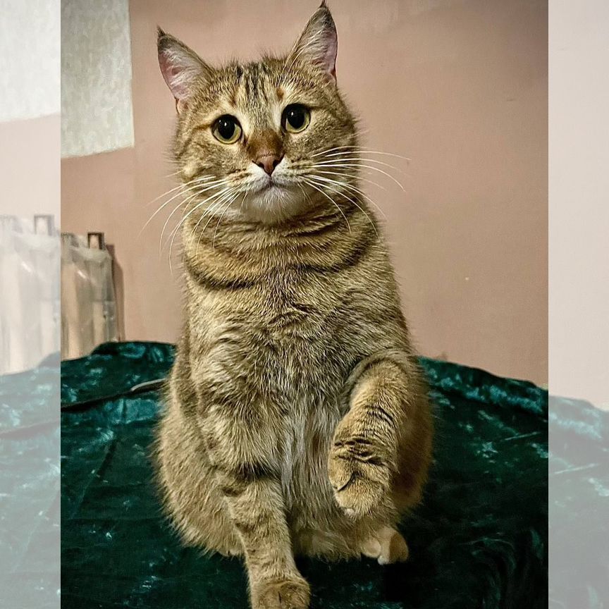 Взрослая, Девочка кошка в добрые руки