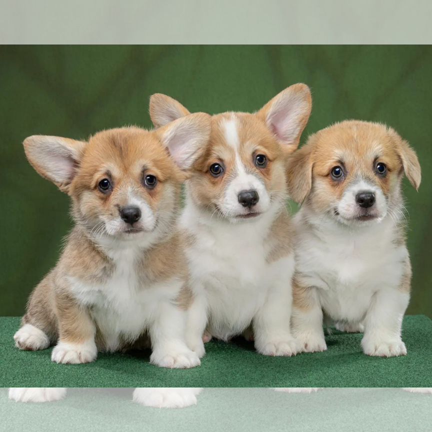 Вельш Корги Пемброк, щенок