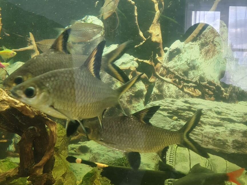 Рыба Акулий балу