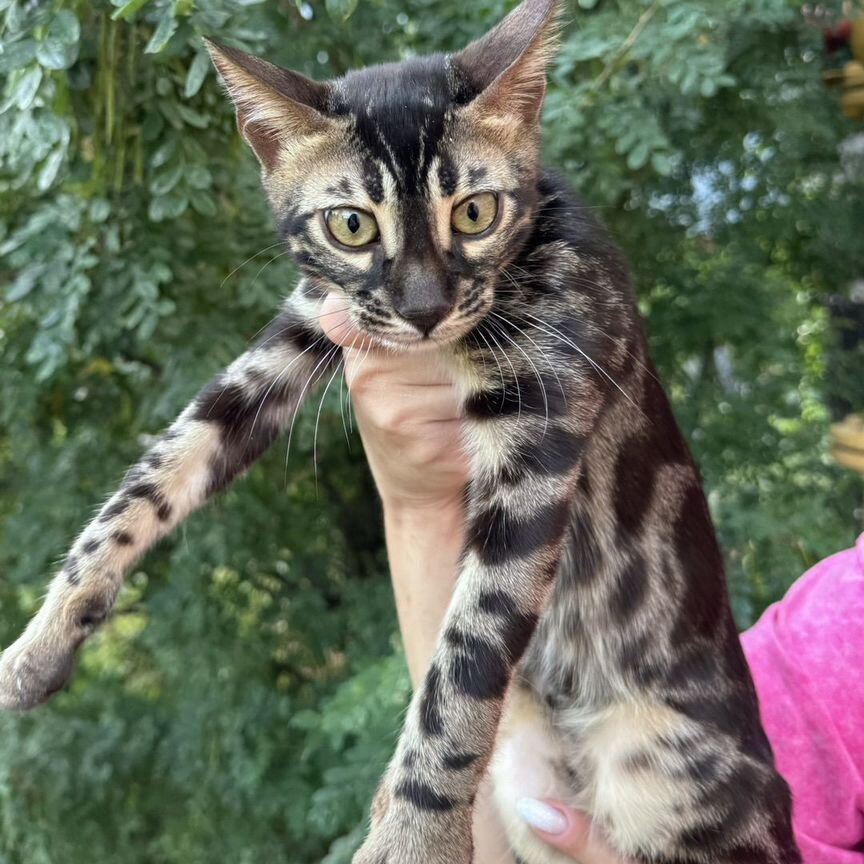 Уголь котик