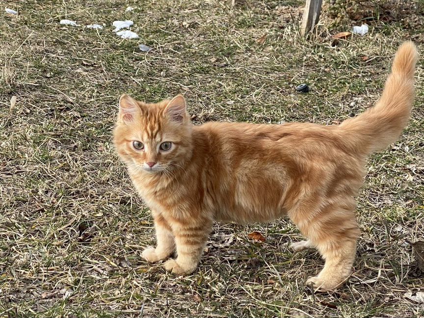 Рыжий котенок Кисловодск