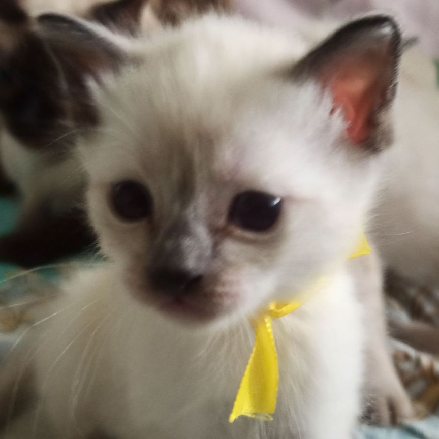 Тайские котята