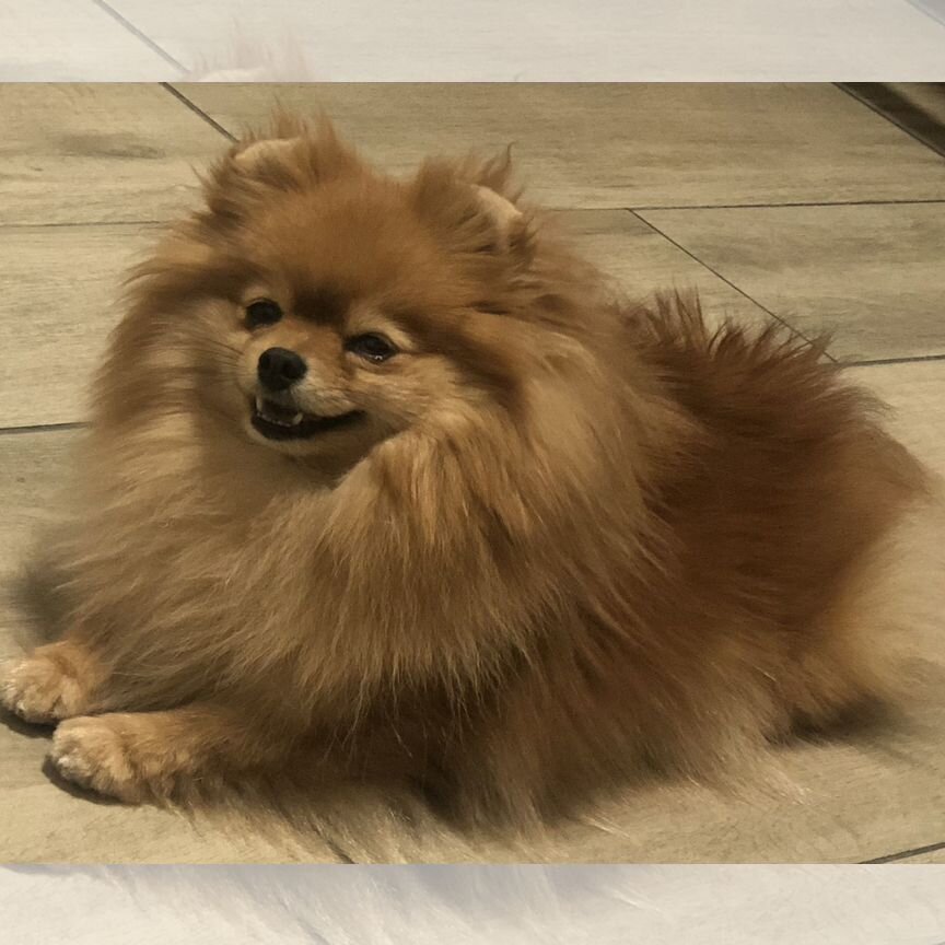 Померанский шпиц, взрослая собака