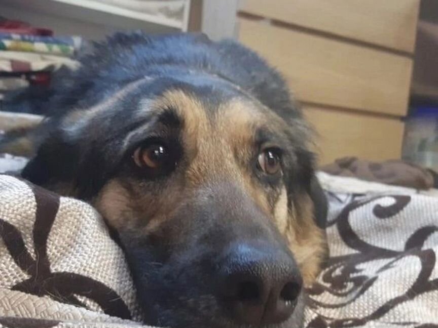 Самые грустные глаза