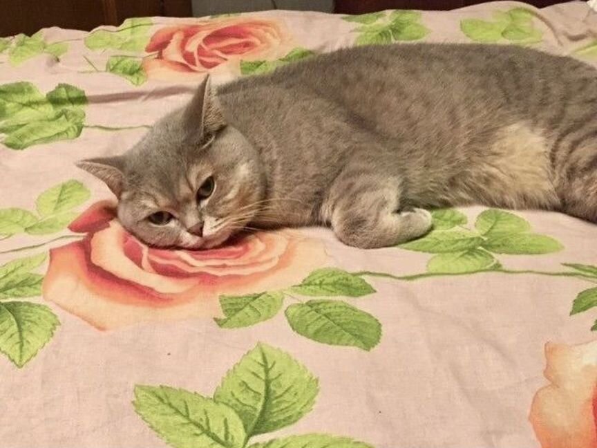 Кира ищет дом