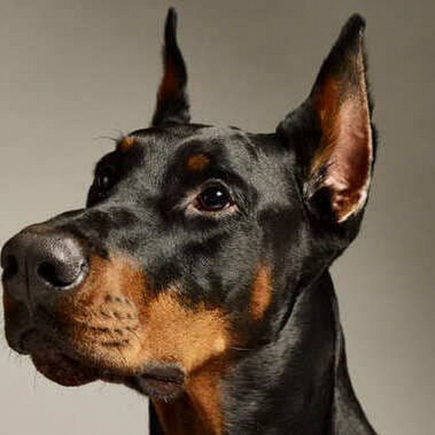 Отдам в добрые руки добермана