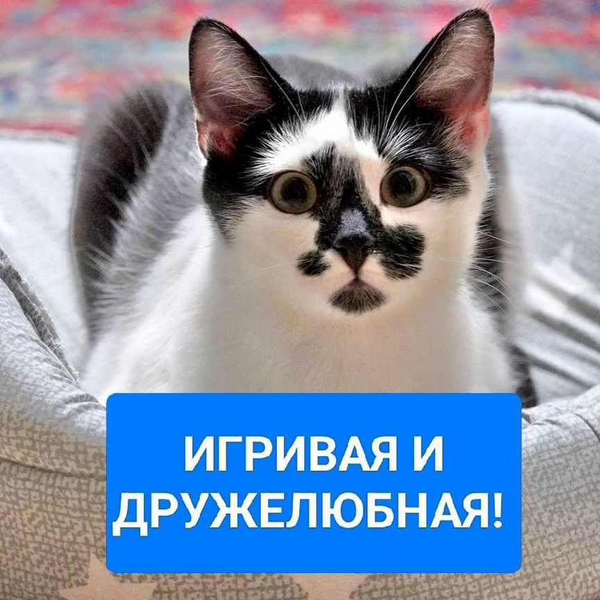 Котёнок в добрые руки