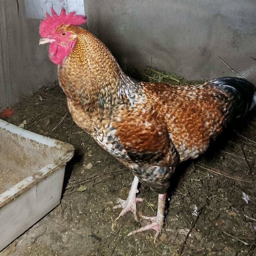 Молодые петухи