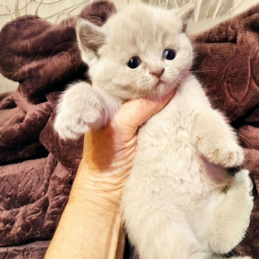 Шотландский вислоухий короткошёрстный котёнок