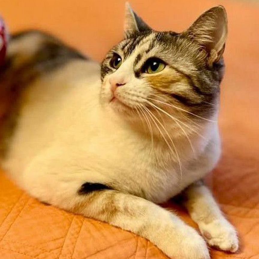 Взрослая, Девочка кошка в добрые руки