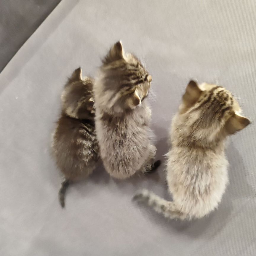 Котята в добрые руки