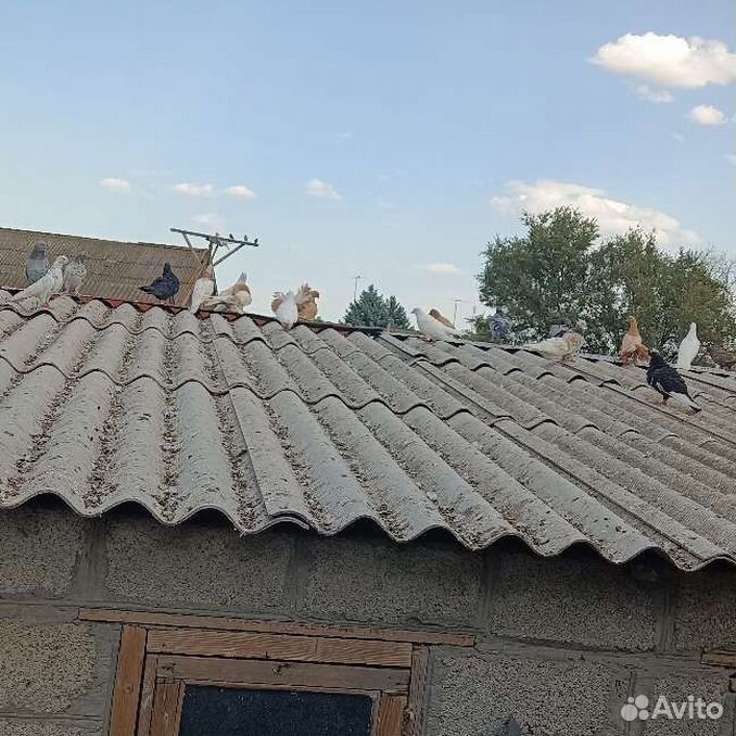 Голуби продажа бойные и летные