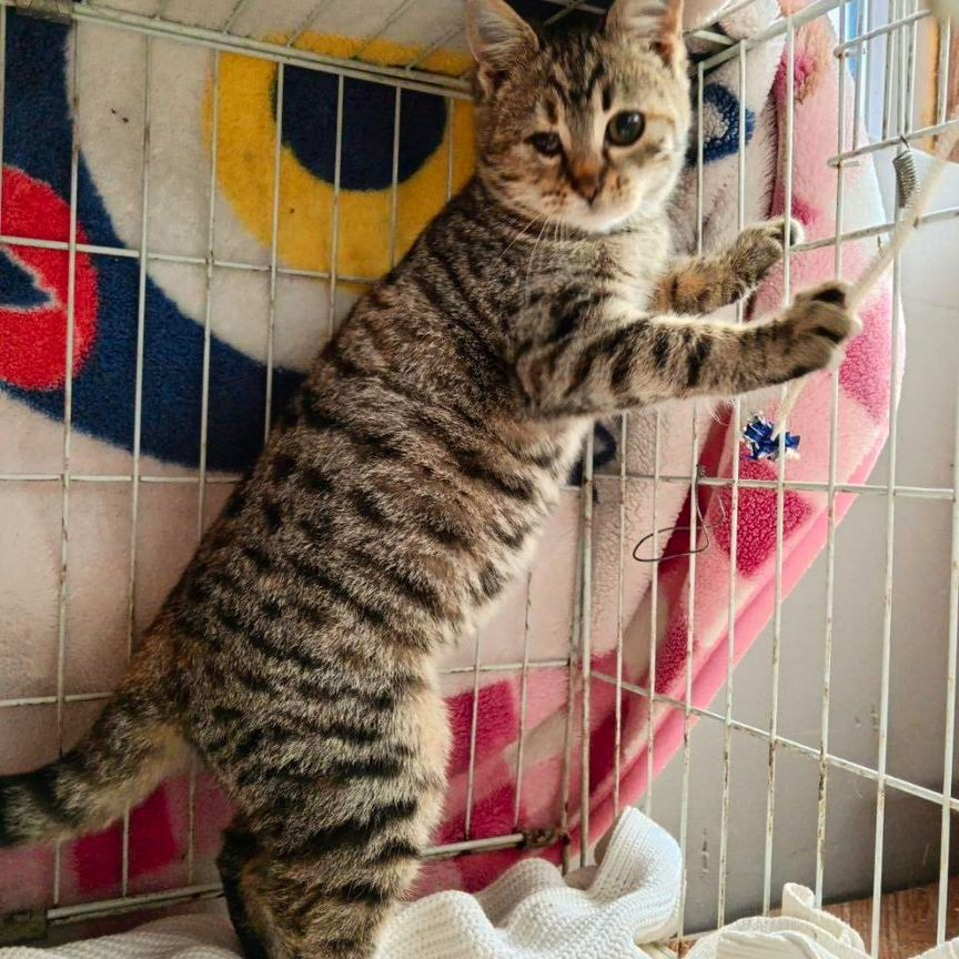 Малышка кнопочка ищет самые добрые руки