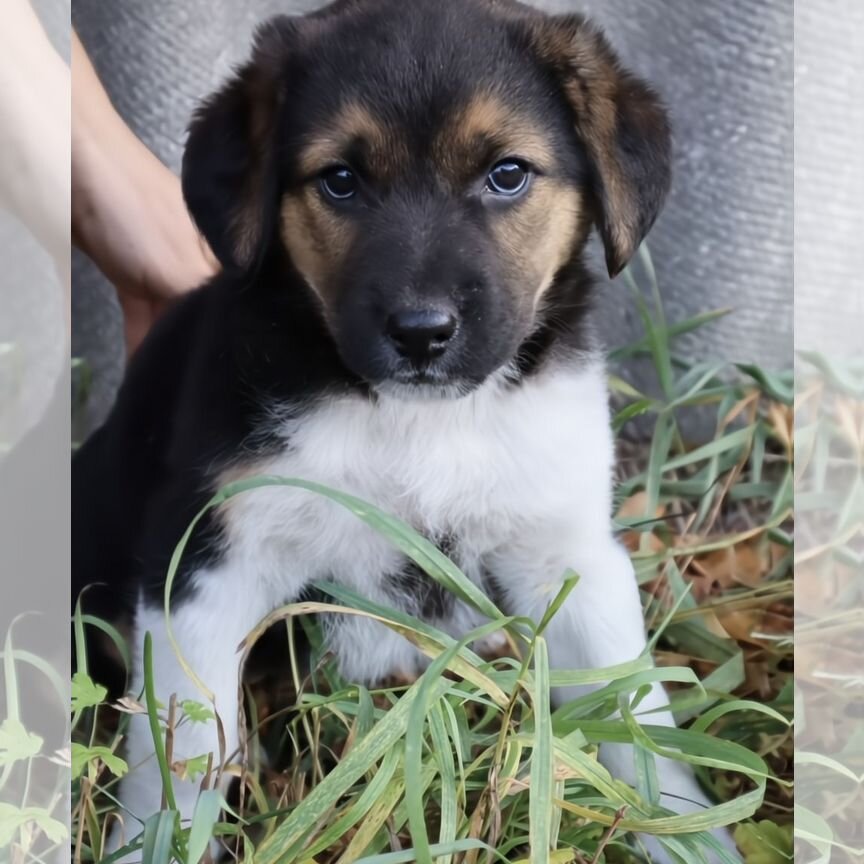 Щенок в добрые руки