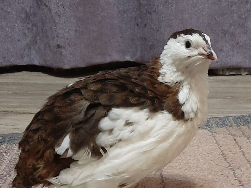 Селадон перепела