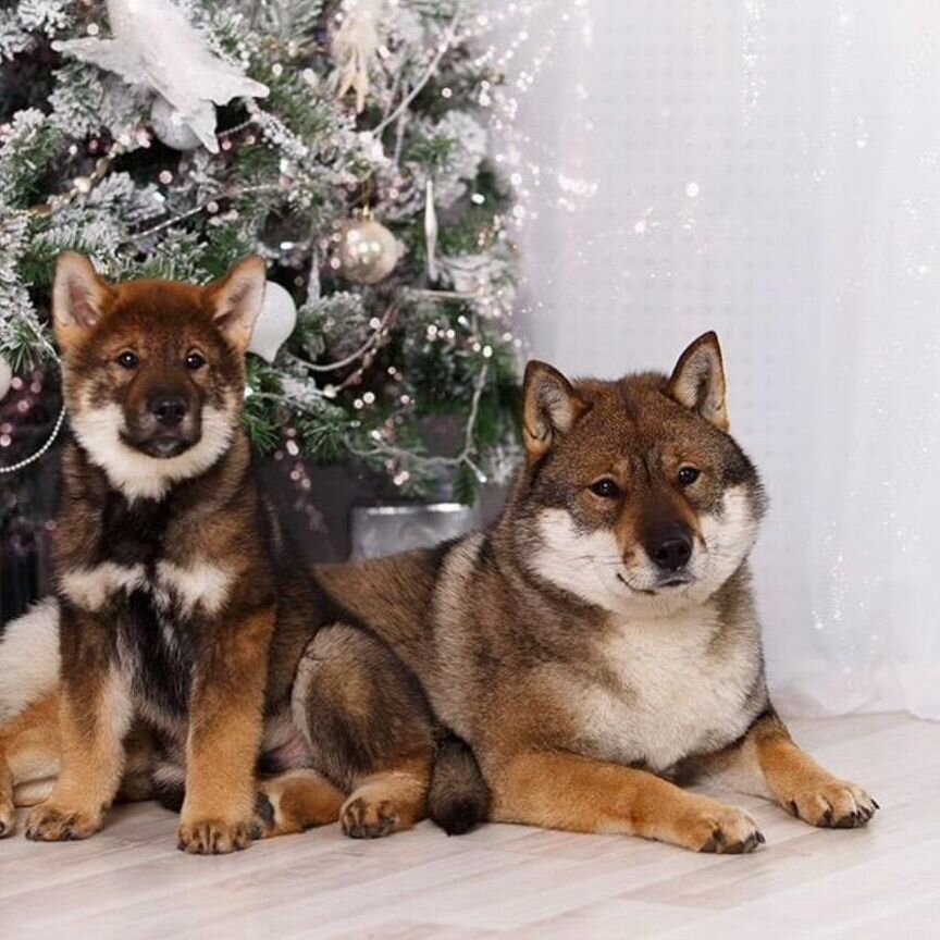 Щенки сикоку папа импорт Япония