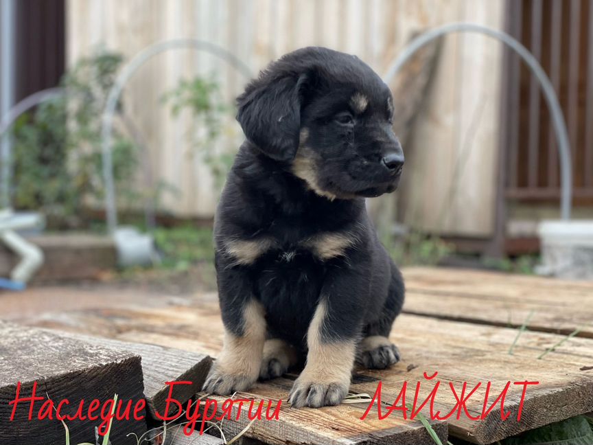 Девочка Бурятской собаки