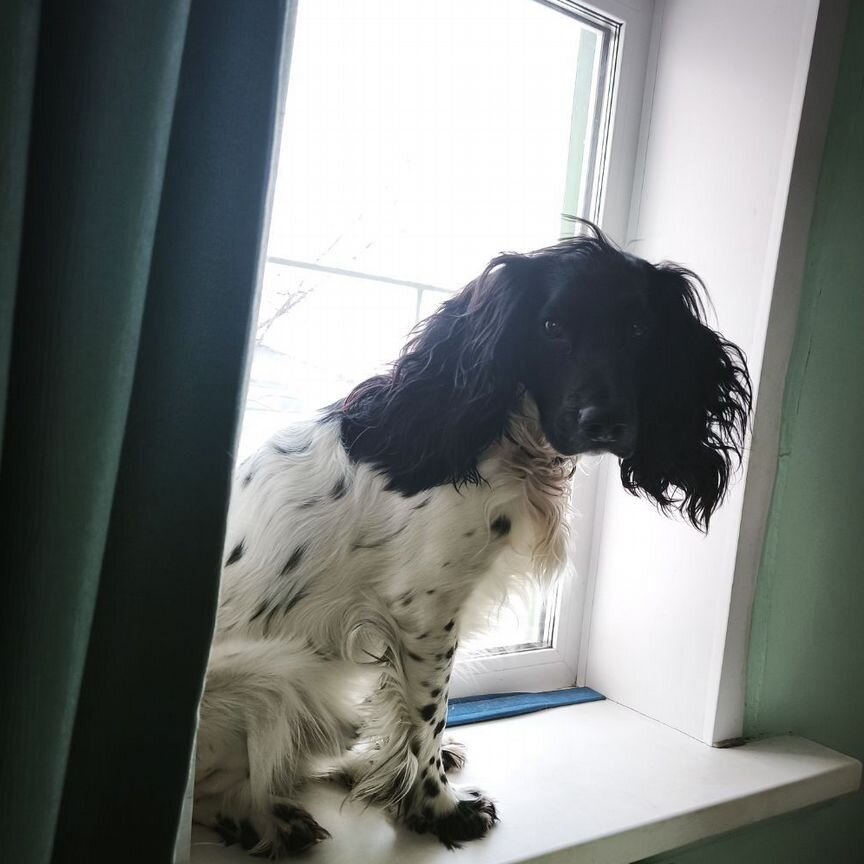 Случка собак русский спаниель