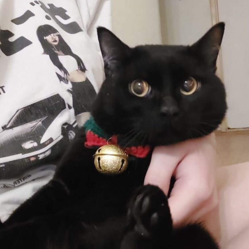 Кот найденыш
