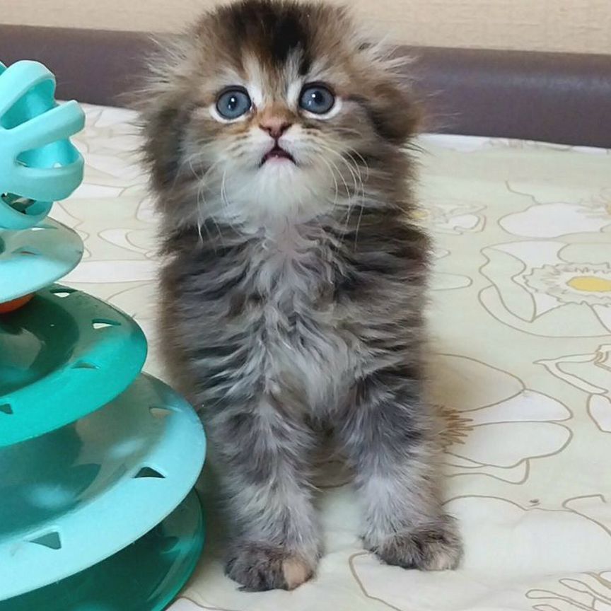 Шотландская черепашка