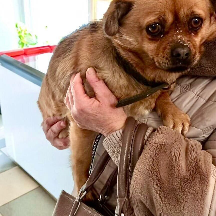 Маленькая собачка в добрые руки