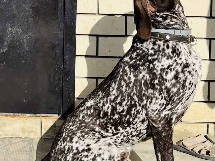 Курцхаар (немецкая легавая)