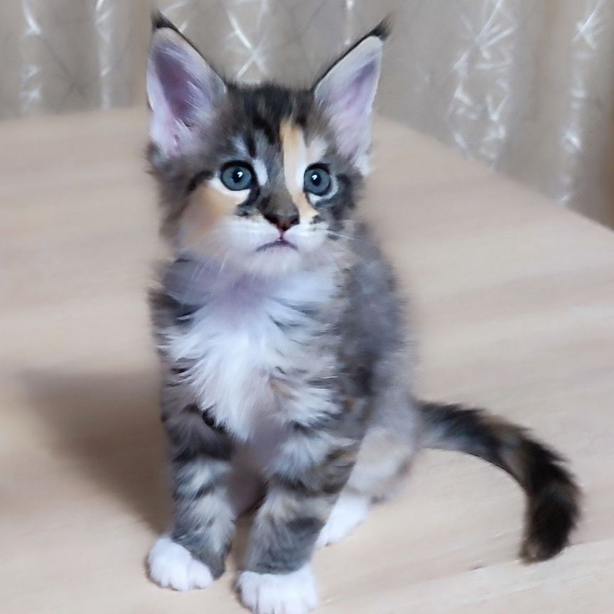 Кошка мэйкун