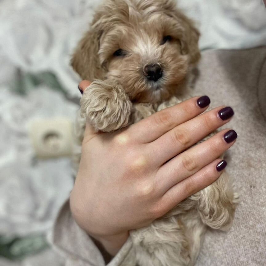 Мальчик красавчик мальтипу ф1