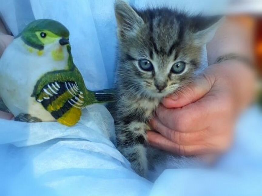 Шоколадный нос, пузо в горошек и реснички