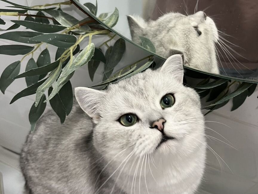 Британская серебристая шиншилла вязка