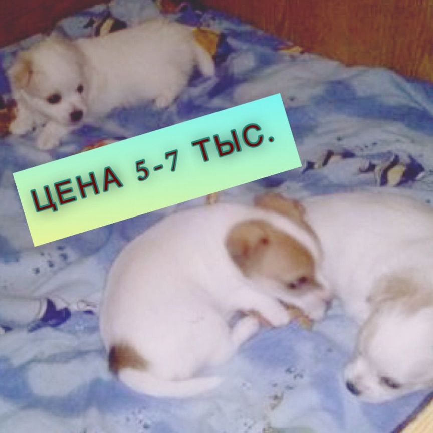 Джек-рассел-терьер, щенок