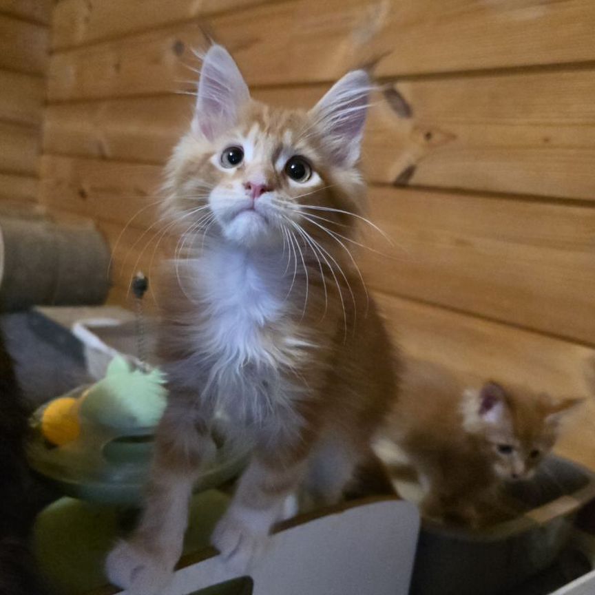 Мейн-кун котёнок