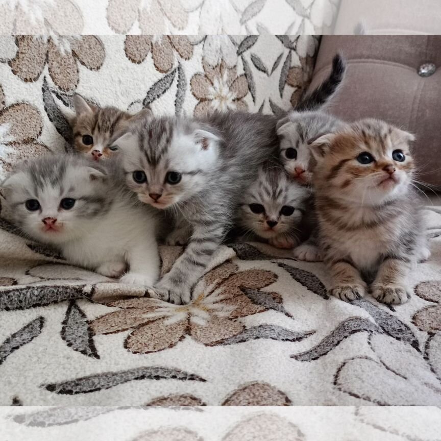 Британский длинношёрстный котёнок