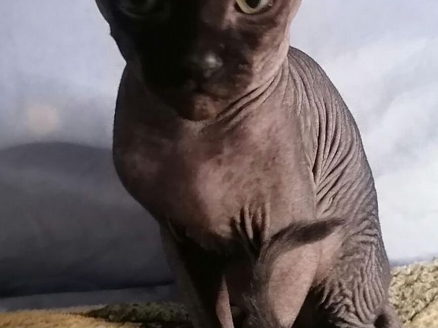 Котёнок Сфинкс Мальчик