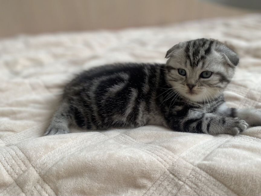 Шотландская вислоухая кошка