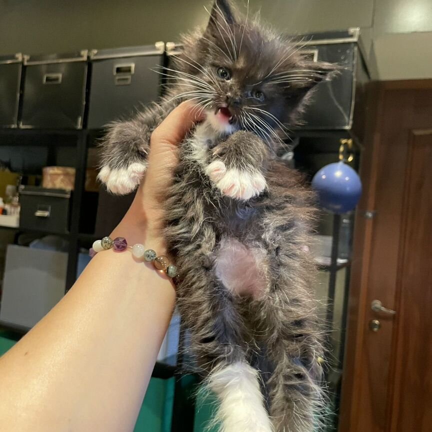 Мейнкун котенок девочка