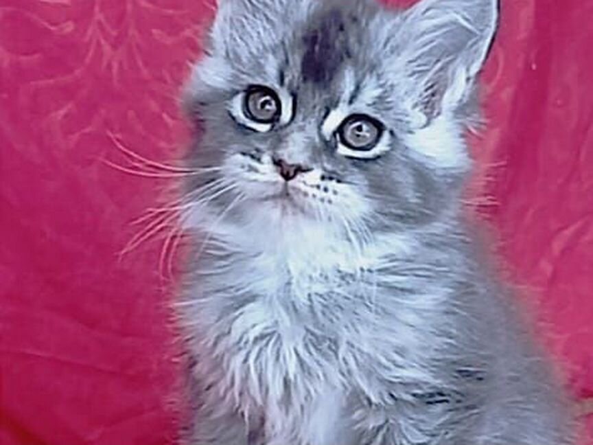 Котята мейн-кун