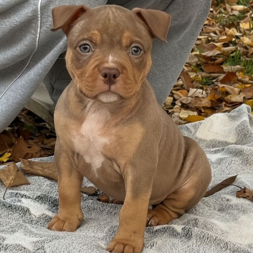 Американский булли, щенок